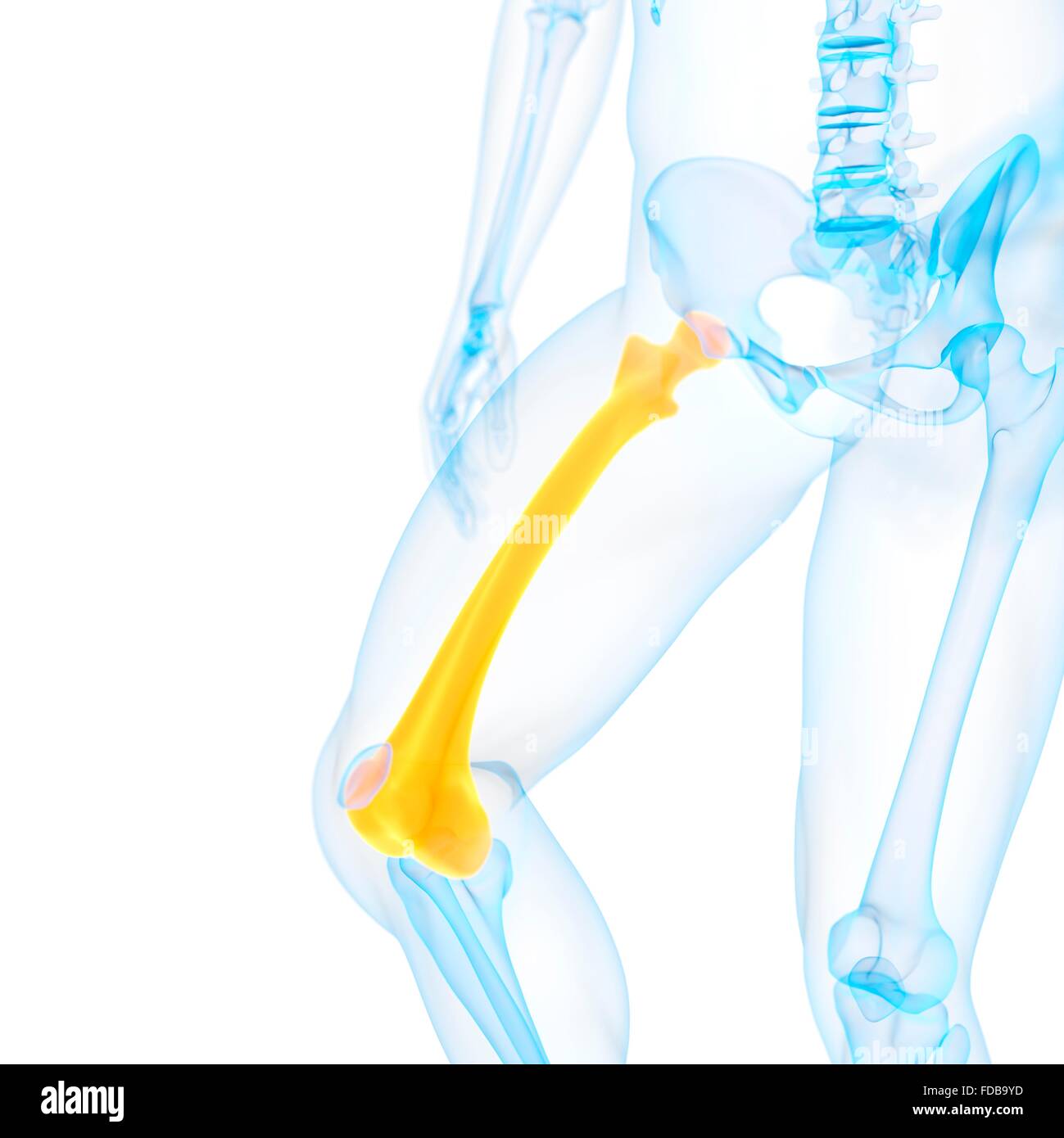 Human thigh bone (femur), illustration Stock Photo - Alamy