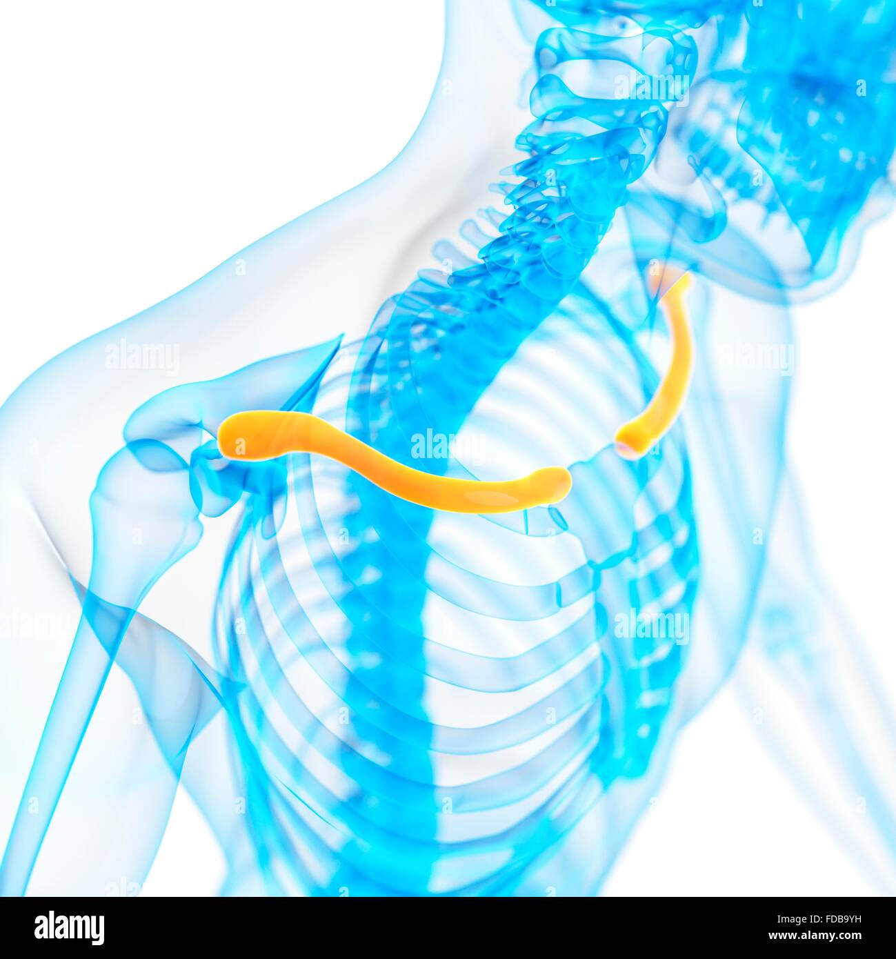 Clavicle bone hi-res stock photography and images - Alamy