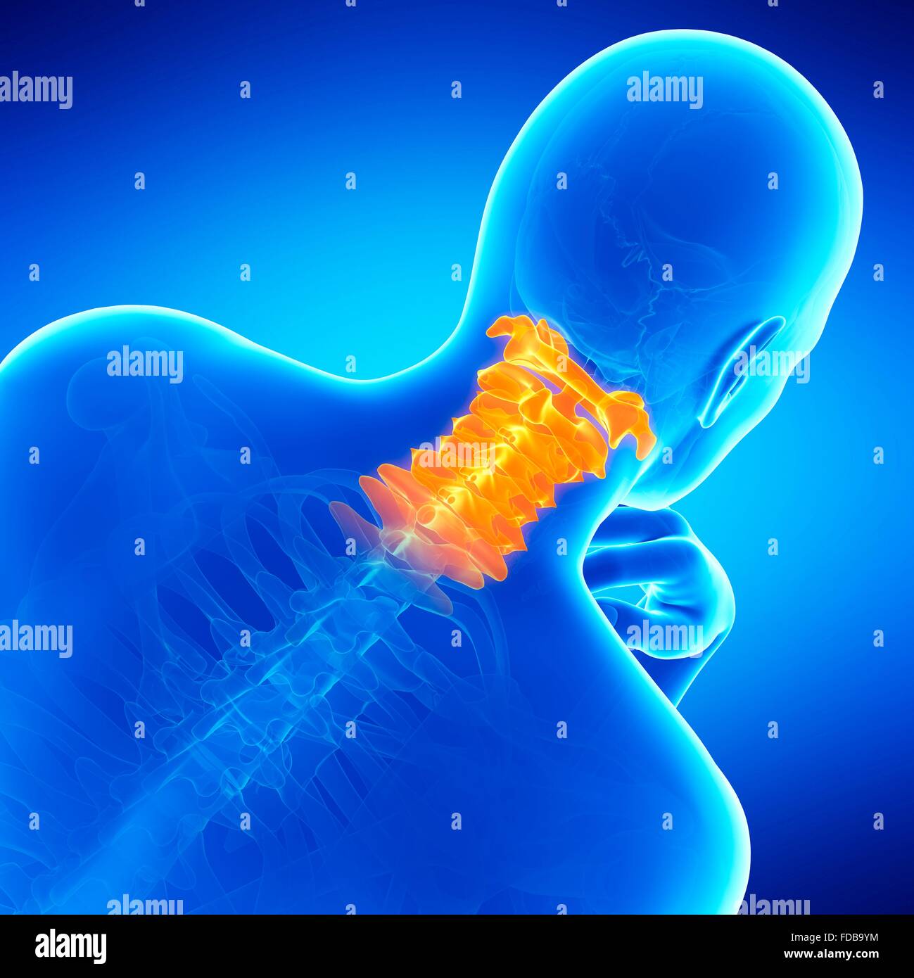 Human cervical spine, illustration Stock Photo - Alamy