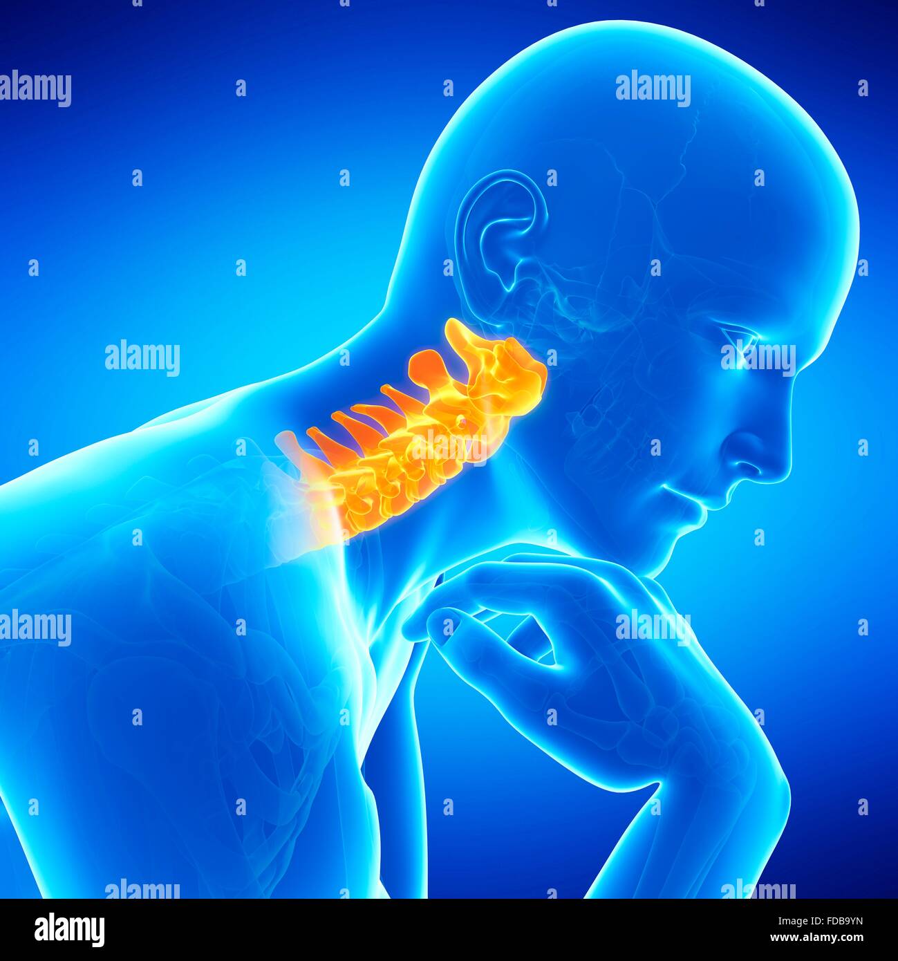 Human cervical spine, illustration Stock Photo - Alamy