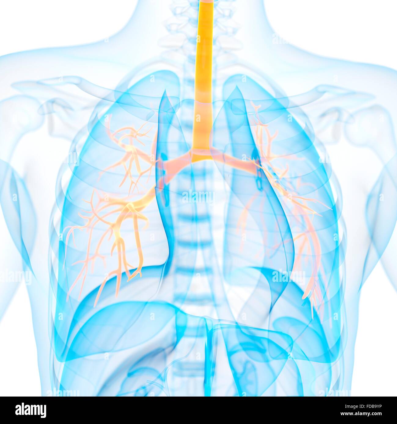Human bronchi, illustration Stock Photo - Alamy