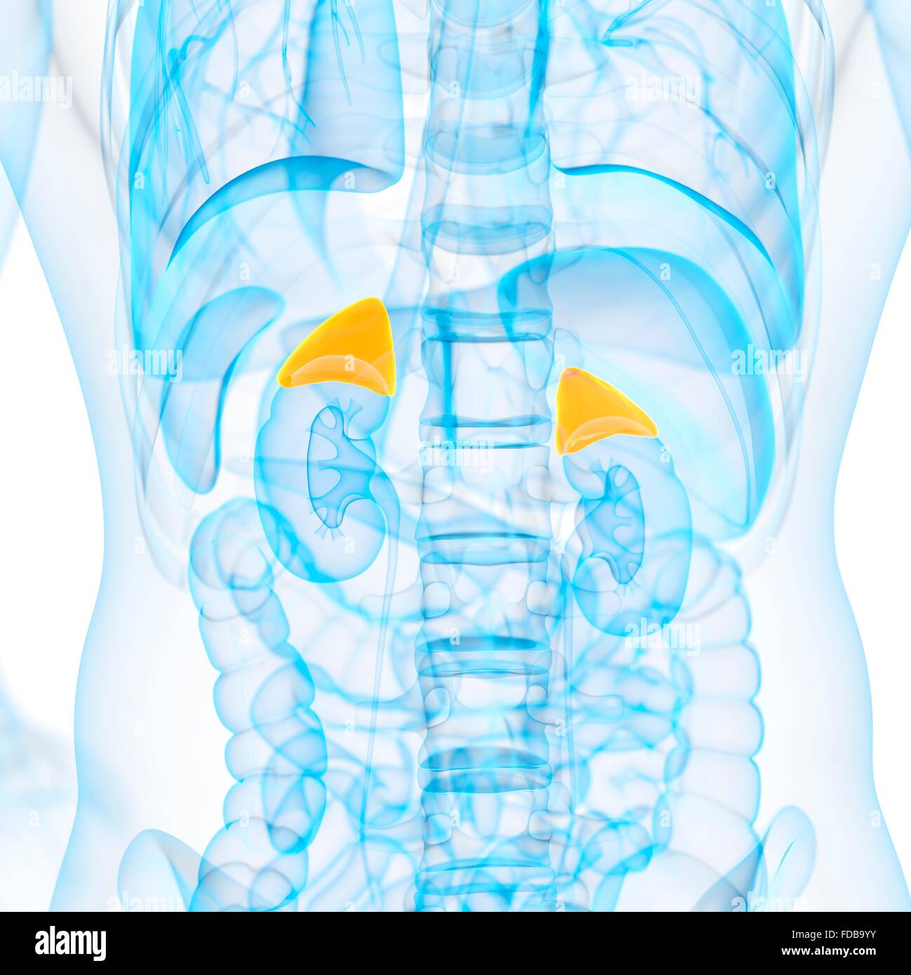 Human adrenal glands, illustration Stock Photo - Alamy