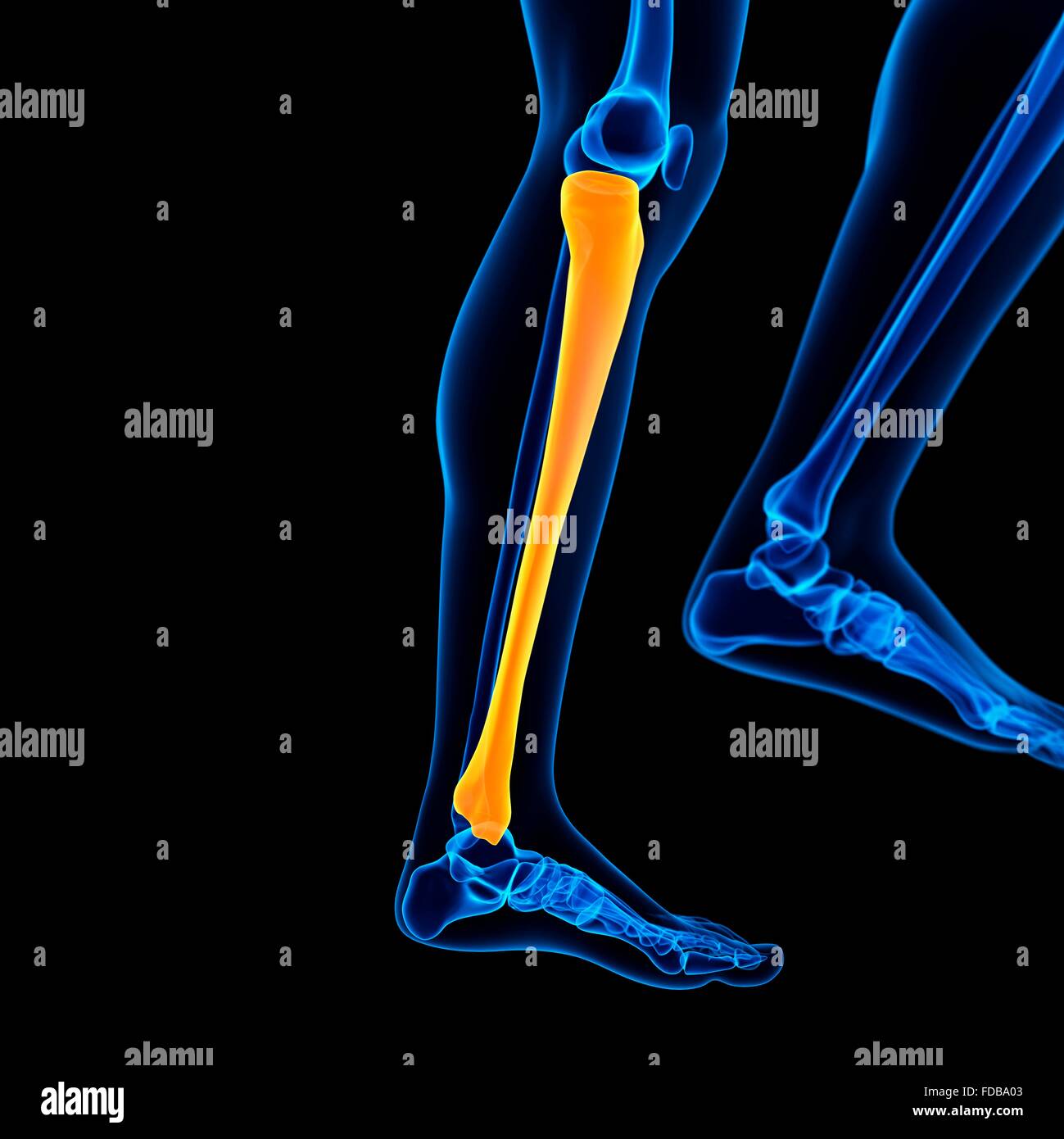 Tibia Bone Stock Photos & Tibia Bone Stock Images - Alamy