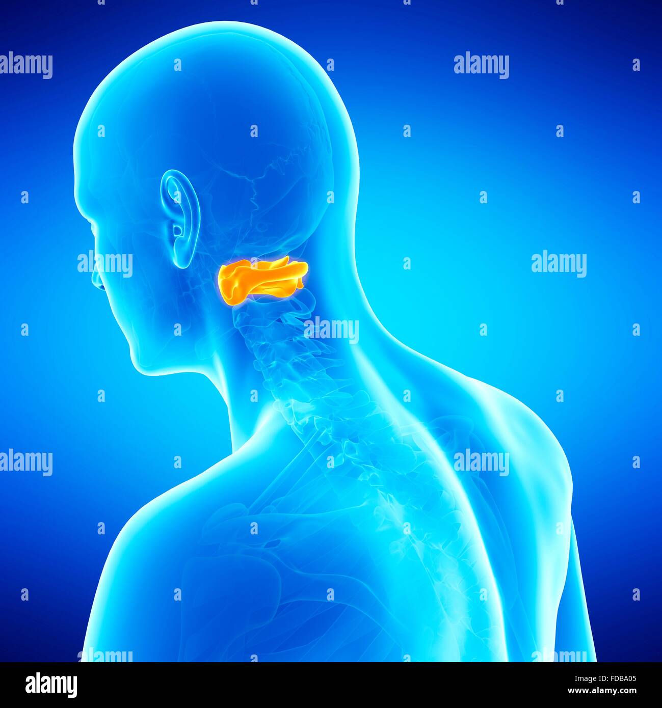 Human atlas vertebrae, illustration Stock Photo - Alamy