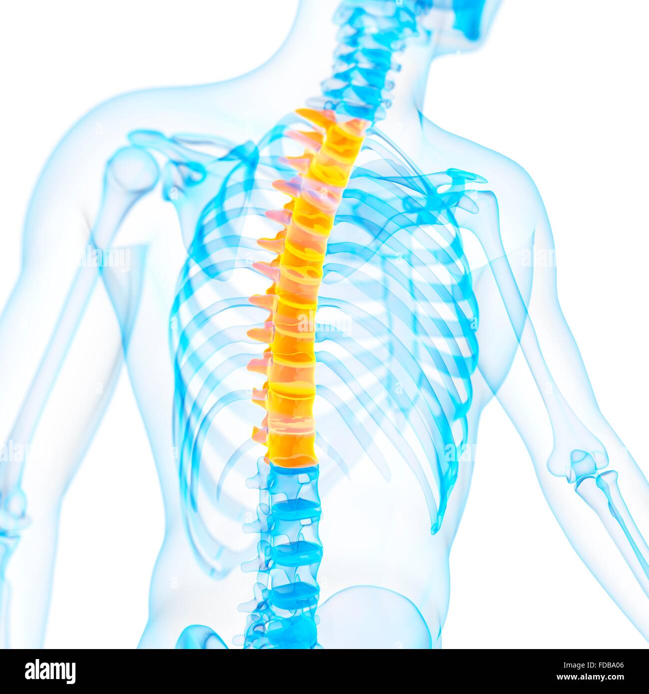Human thoracic spine, illustration Stock Photo - Alamy
