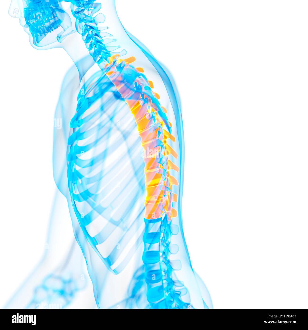 Human thoracic spine, illustration Stock Photo - Alamy
