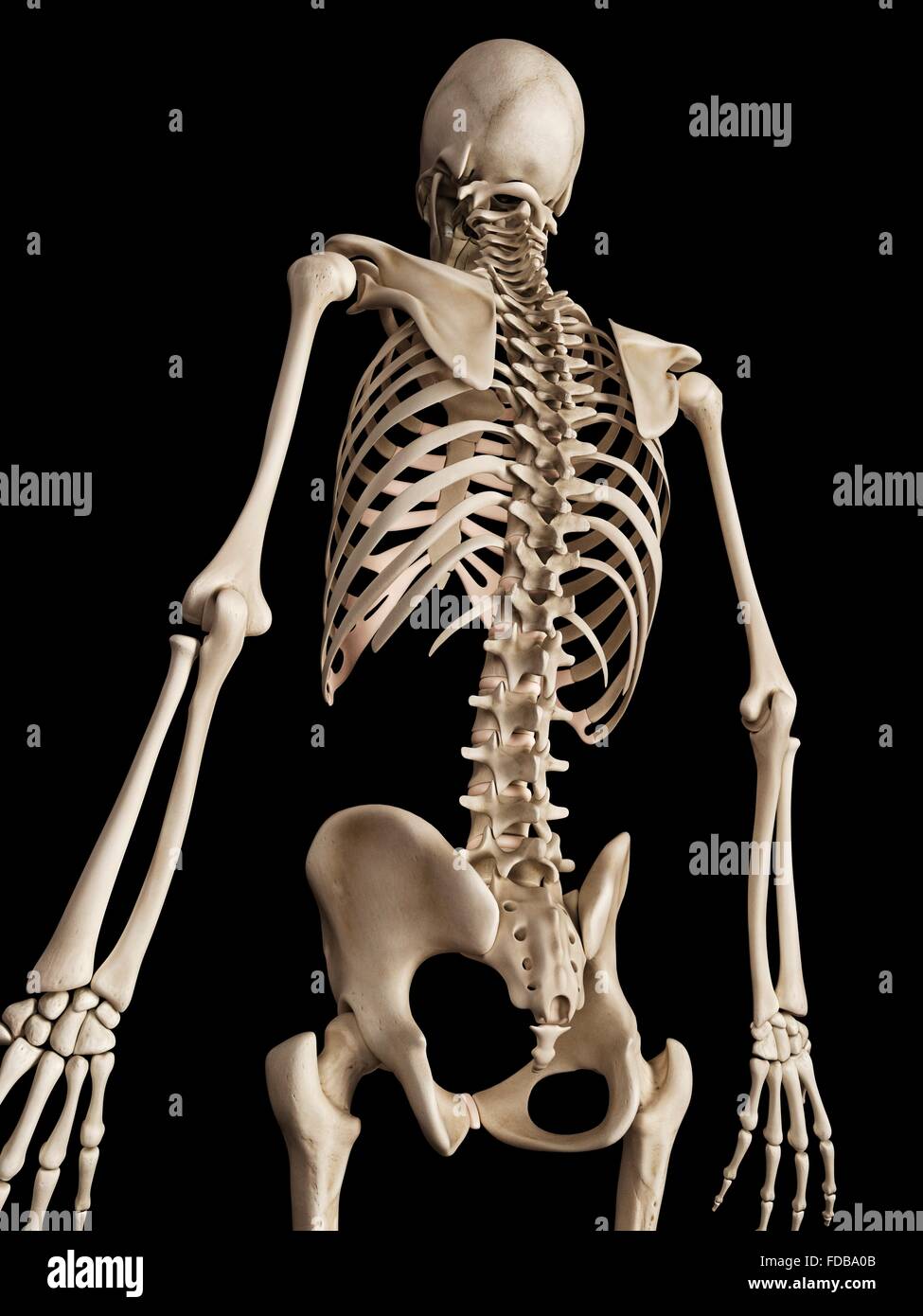 Human skeleton back hi-res stock photography and images - Alamy