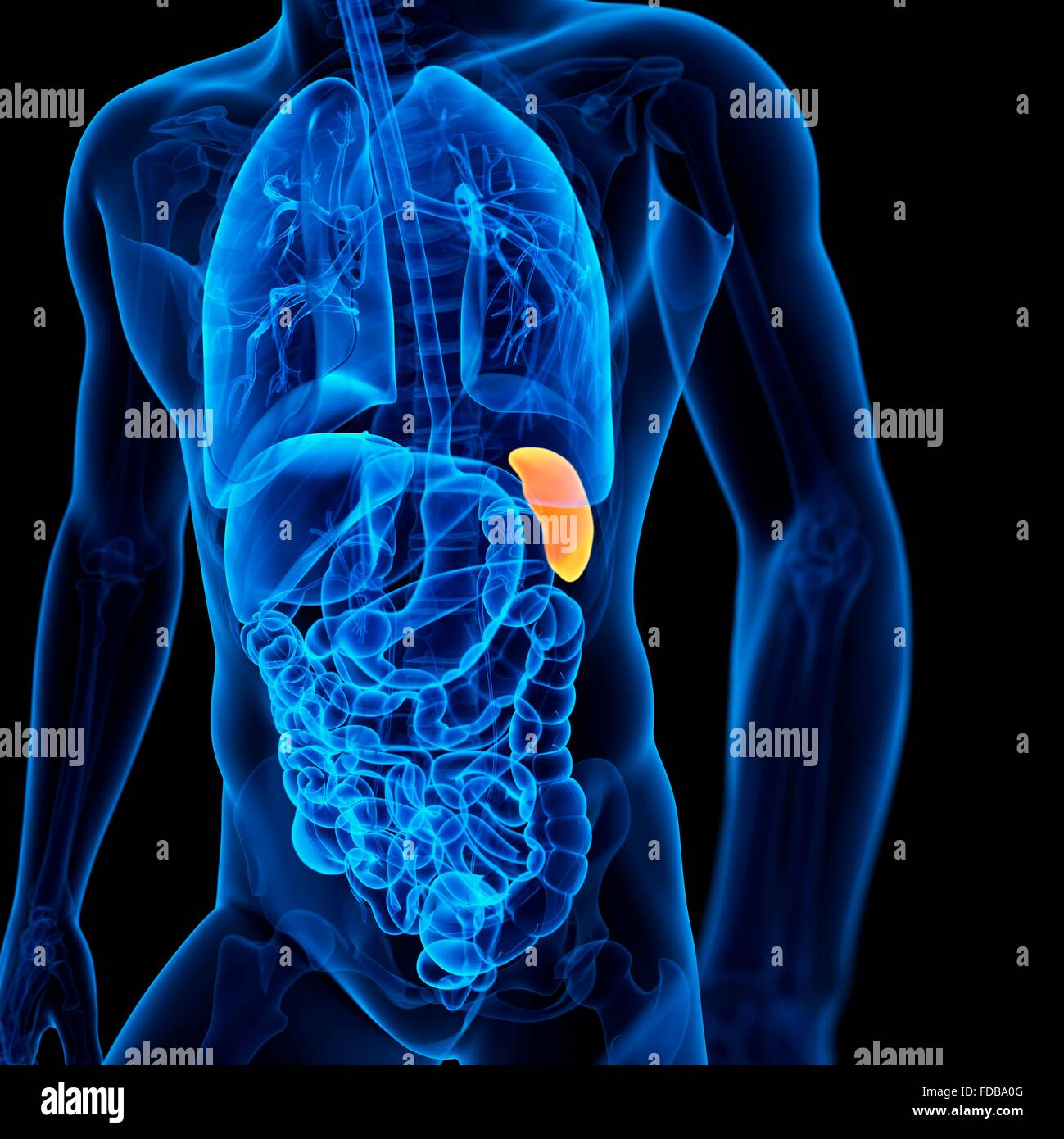 Human spleen, illustration Stock Photo - Alamy