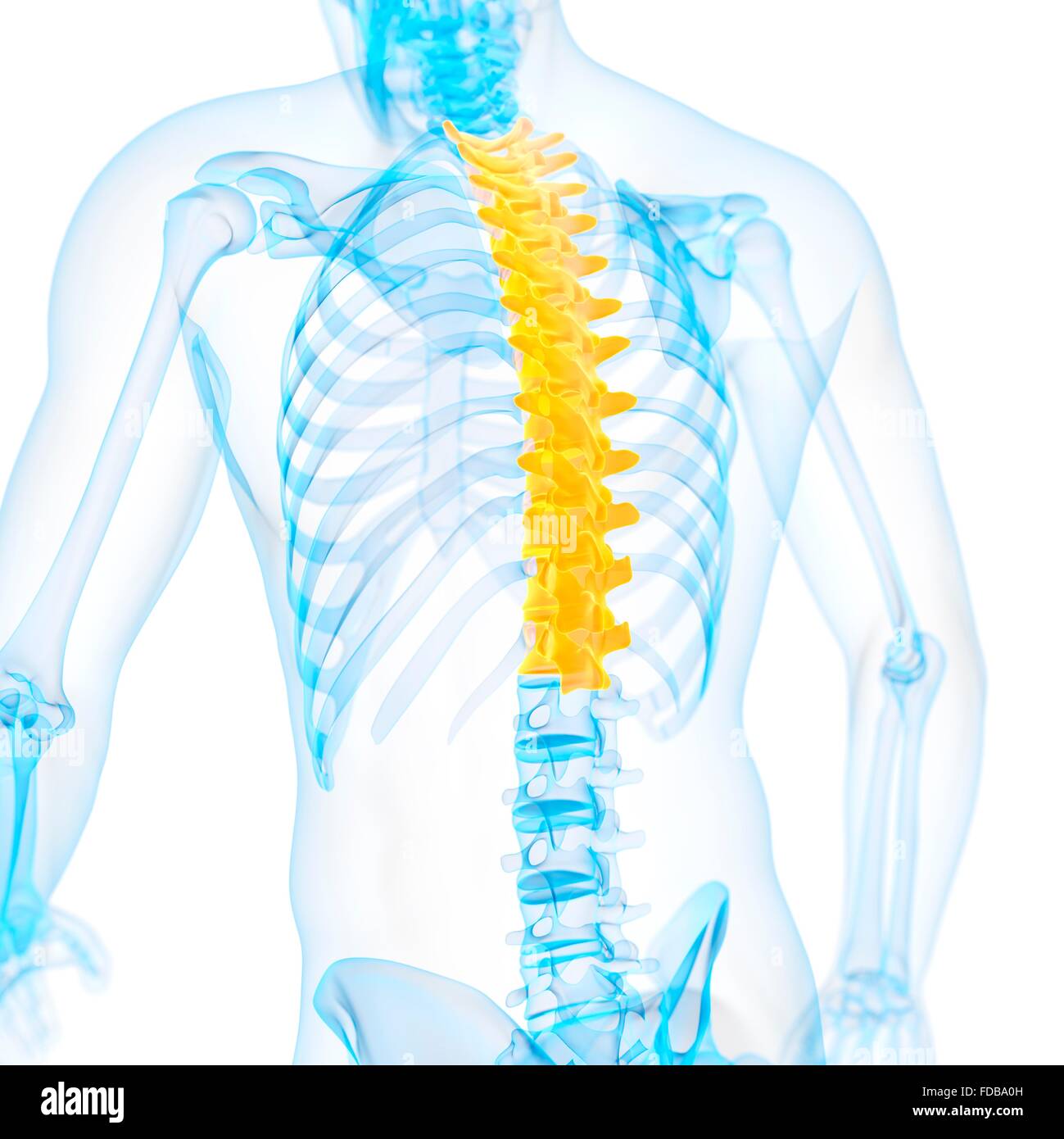 Human thoracic spine, illustration Stock Photo - Alamy