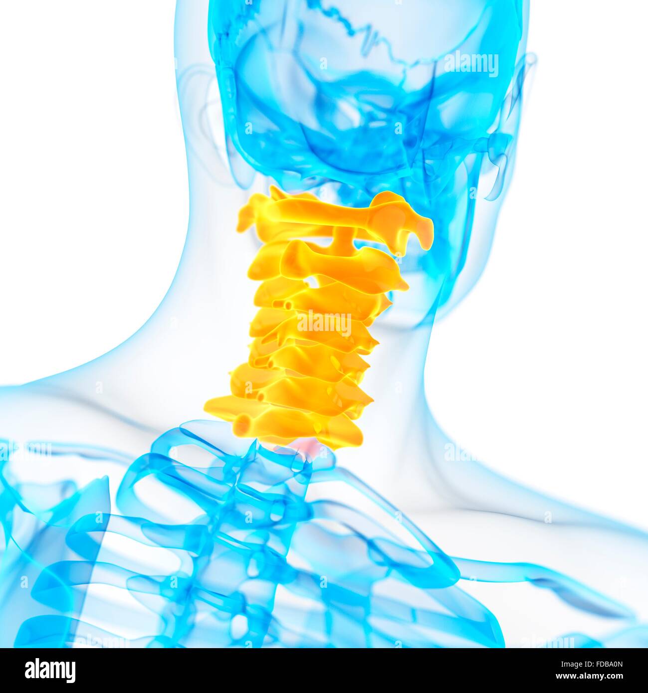 Human cervical spine, illustration Stock Photo - Alamy