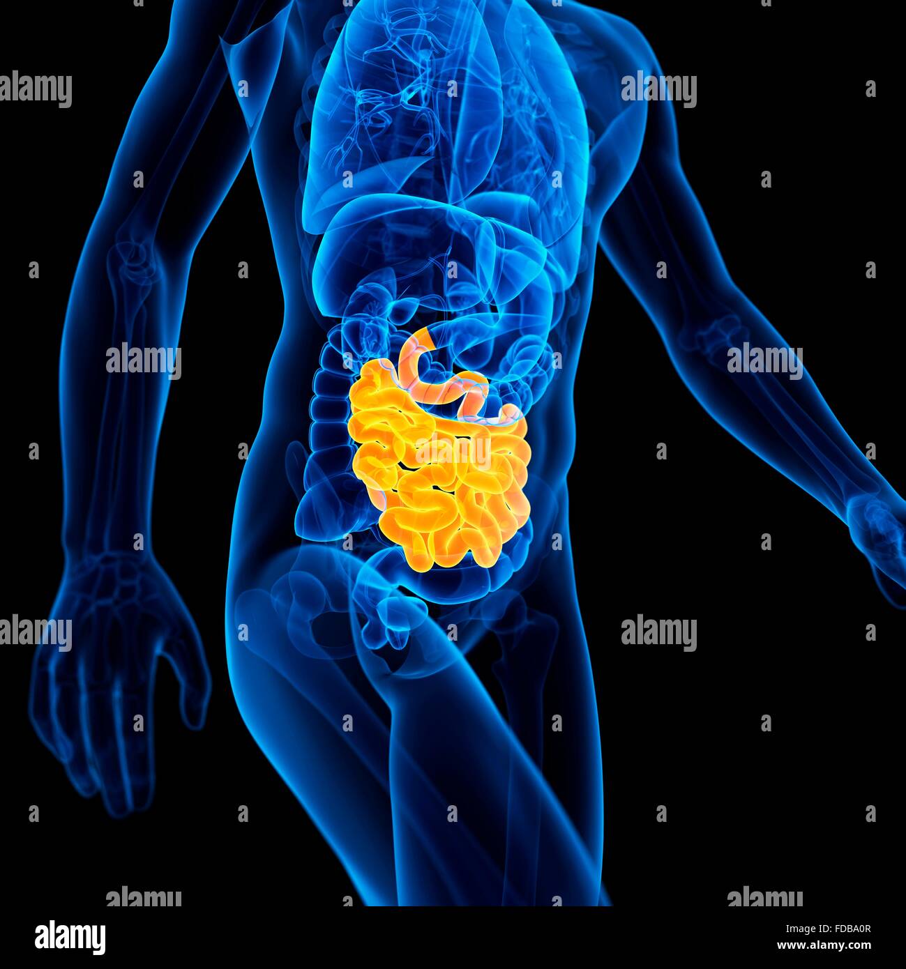 Human small intestine, illustration Stock Photo - Alamy