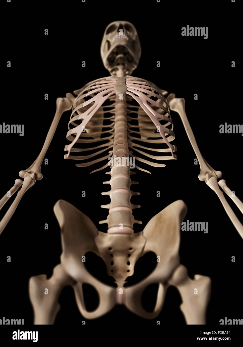 Human skeleton, illustration Stock Photo - Alamy
