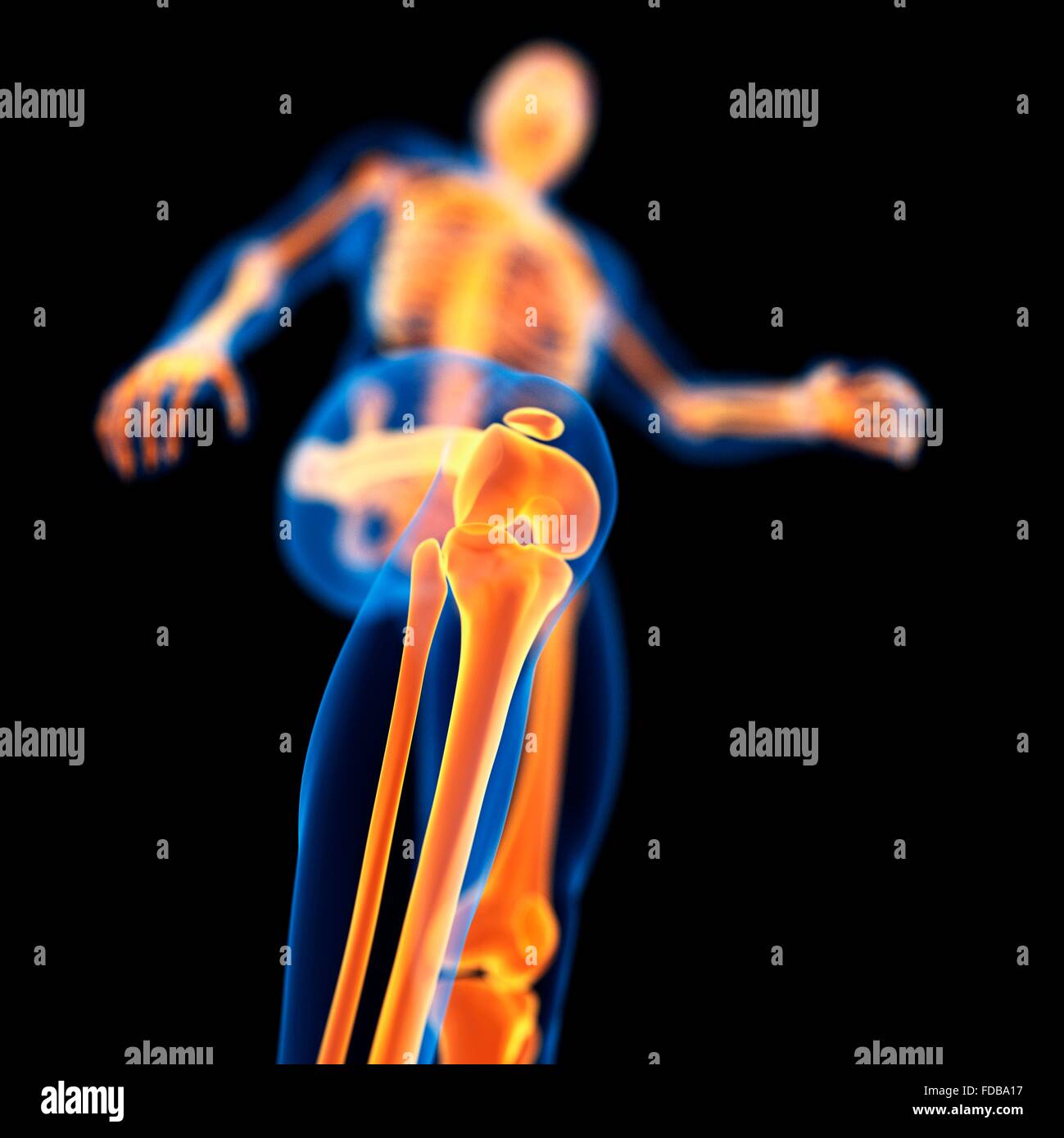 Human knee joint, illustration Stock Photo - Alamy