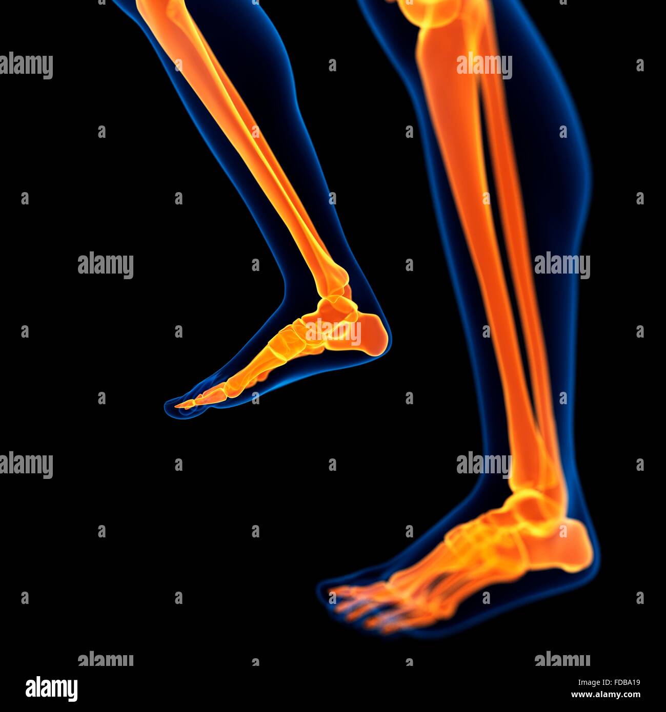 Lower Leg Bones High Resolution Stock Photography and Images - Alamy