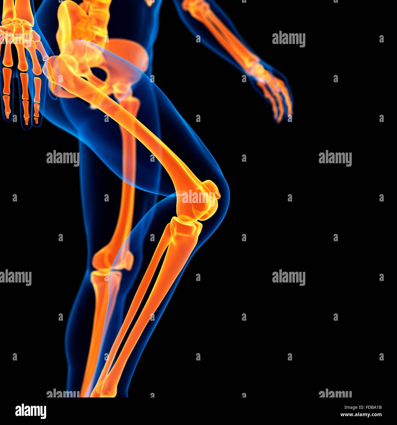 Human leg bones, illustration Stock Photo - Alamy