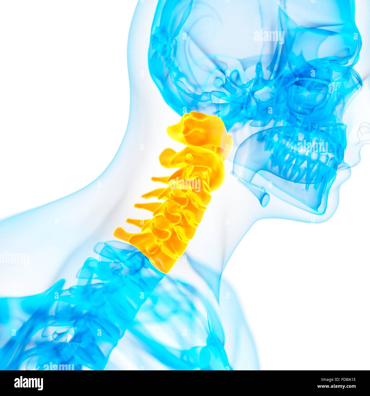 Human cervical spine, illustration Stock Photo - Alamy