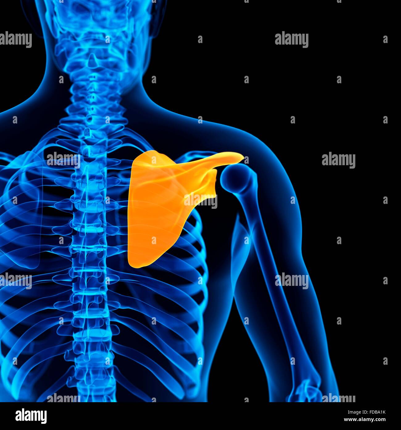 Human scapula, illustration Stock Photo - Alamy