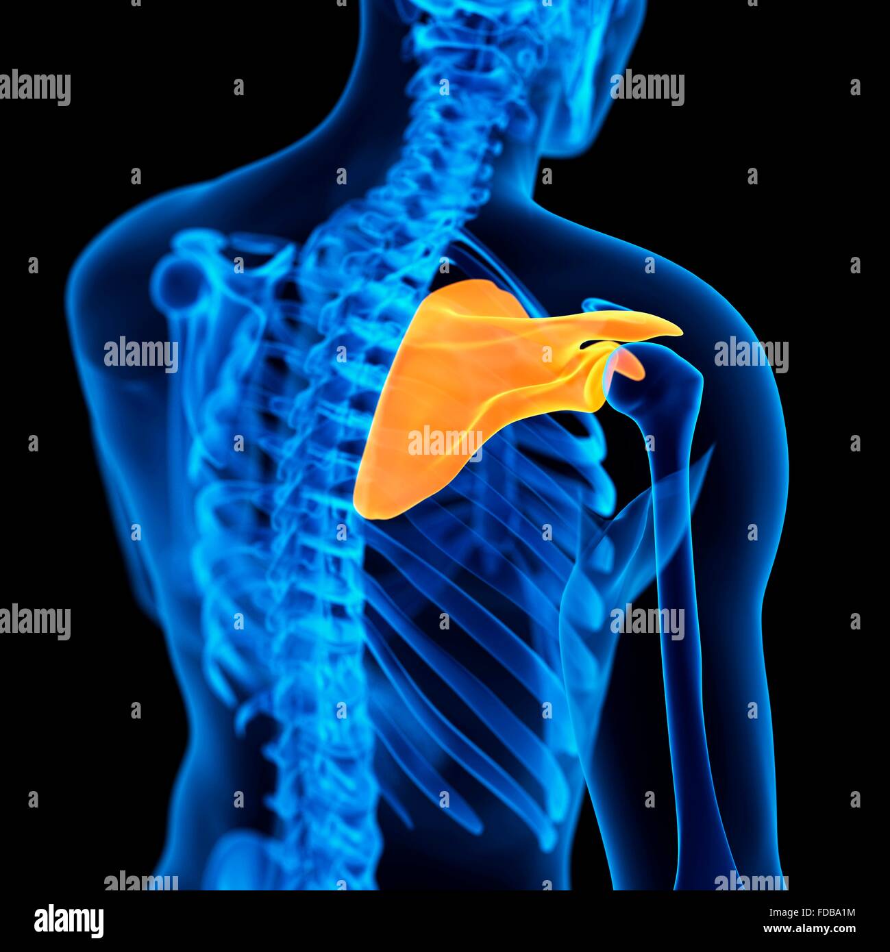 Scapula hi-res stock photography and images - Alamy