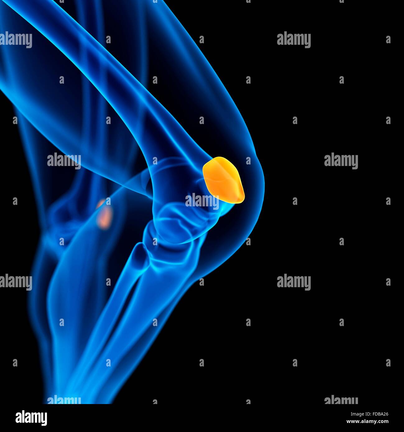 Human knee cap hi-res stock photography and images - Alamy