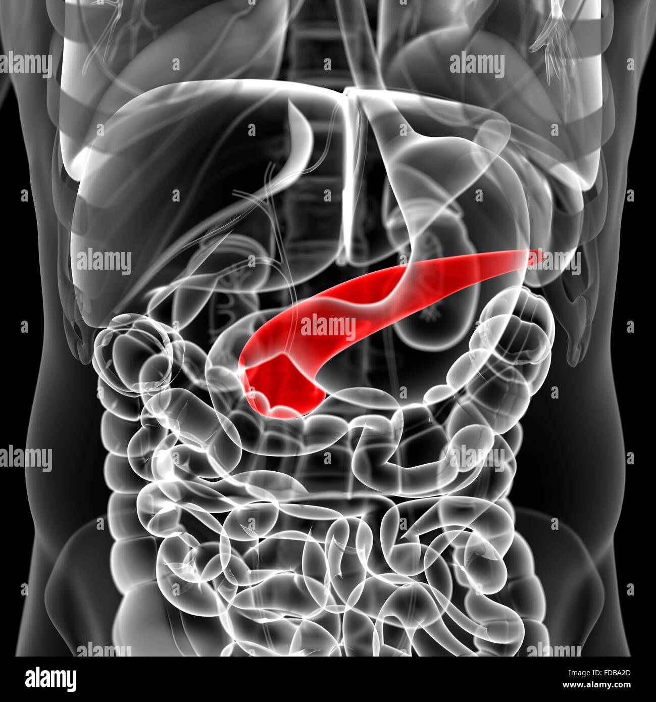 Human pancreas, illustration Stock Photo - Alamy