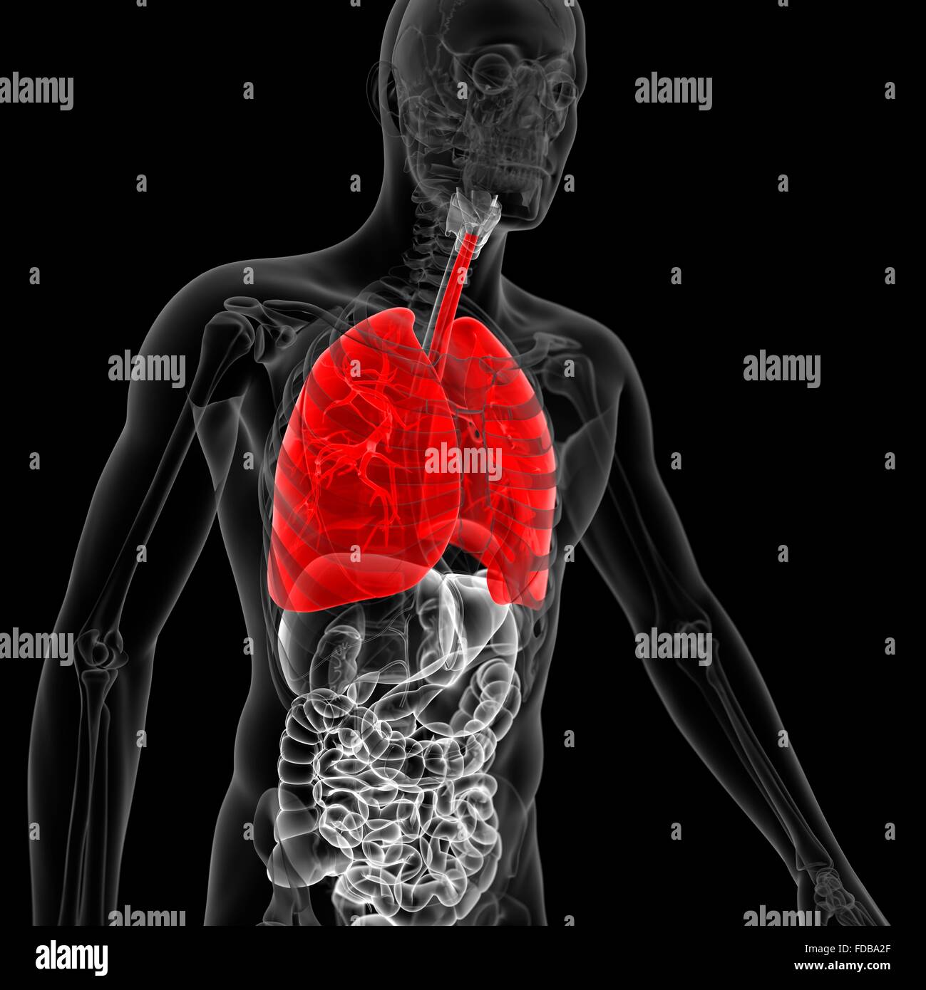 Human lungs, illustration Stock Photo - Alamy