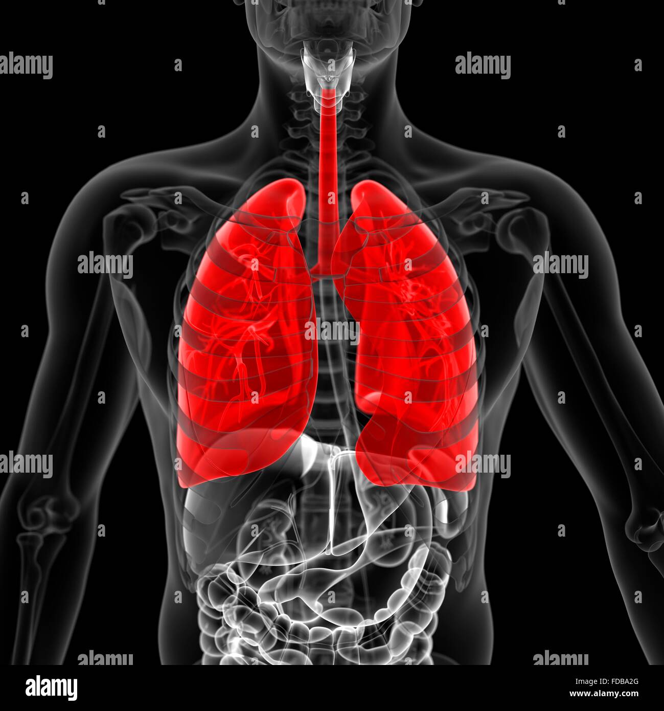 Human lungs, illustration Stock Photo - Alamy