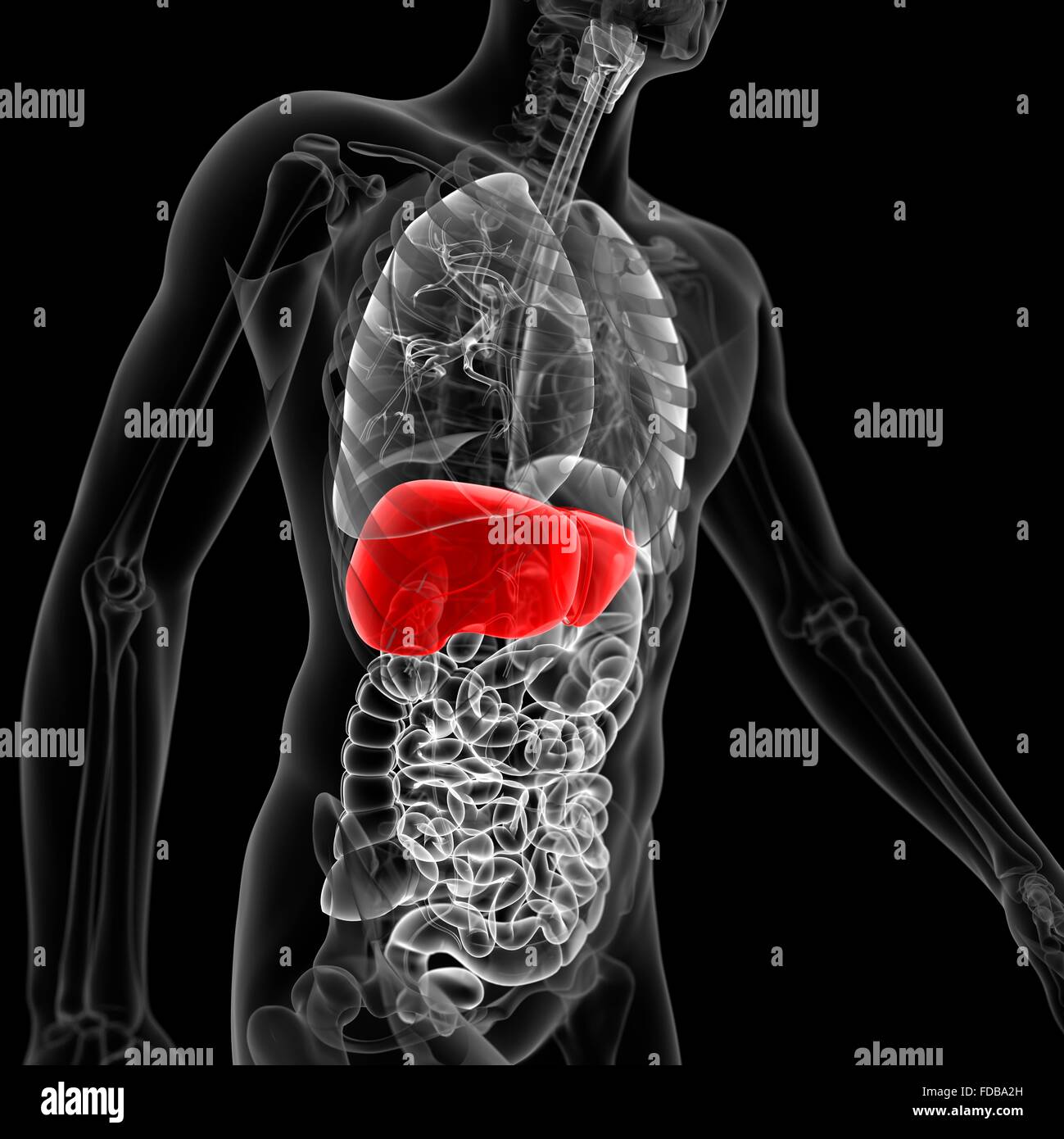 Human liver, illustration Stock Photo - Alamy
