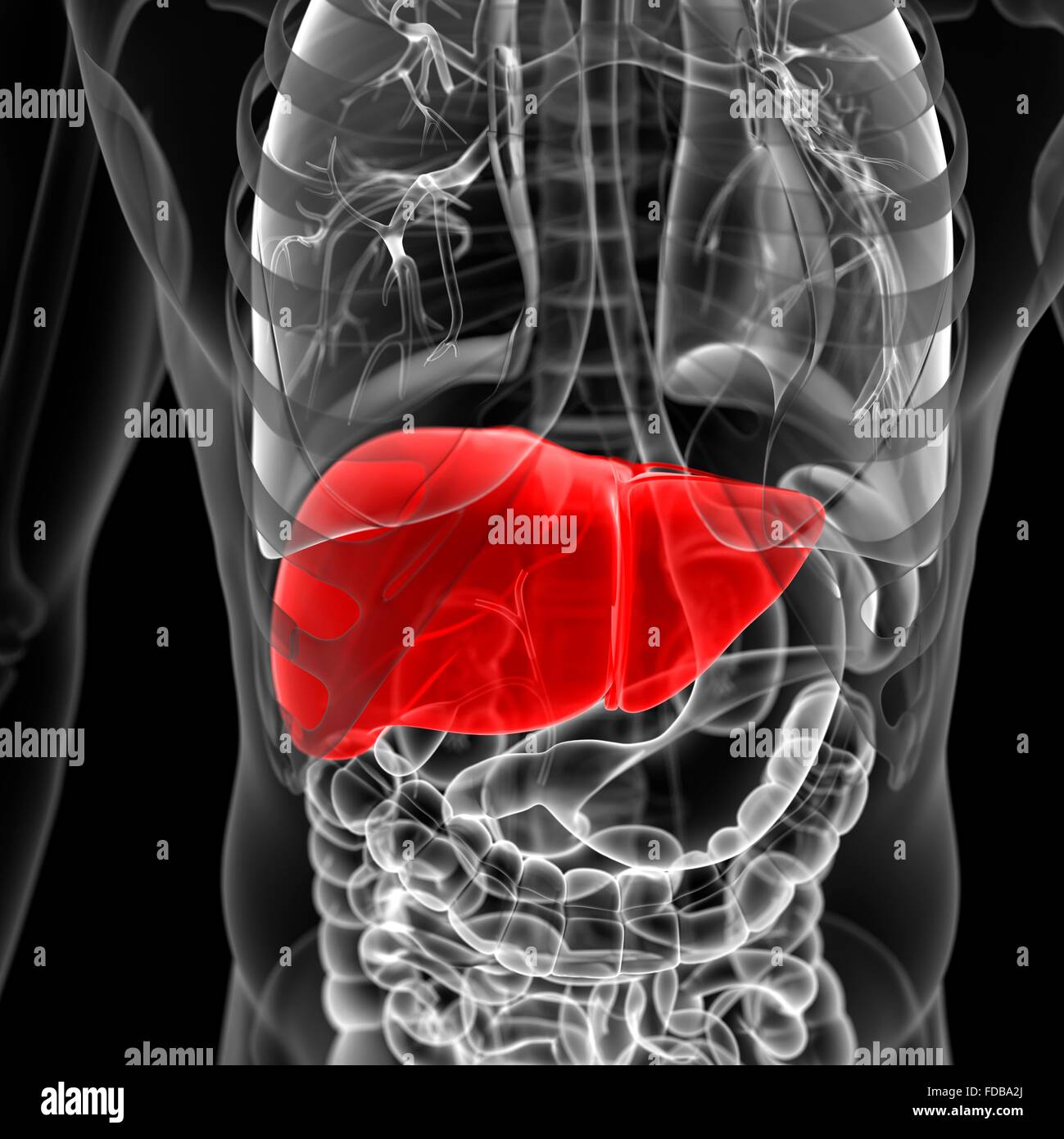 Human liver, illustration Stock Photo - Alamy
