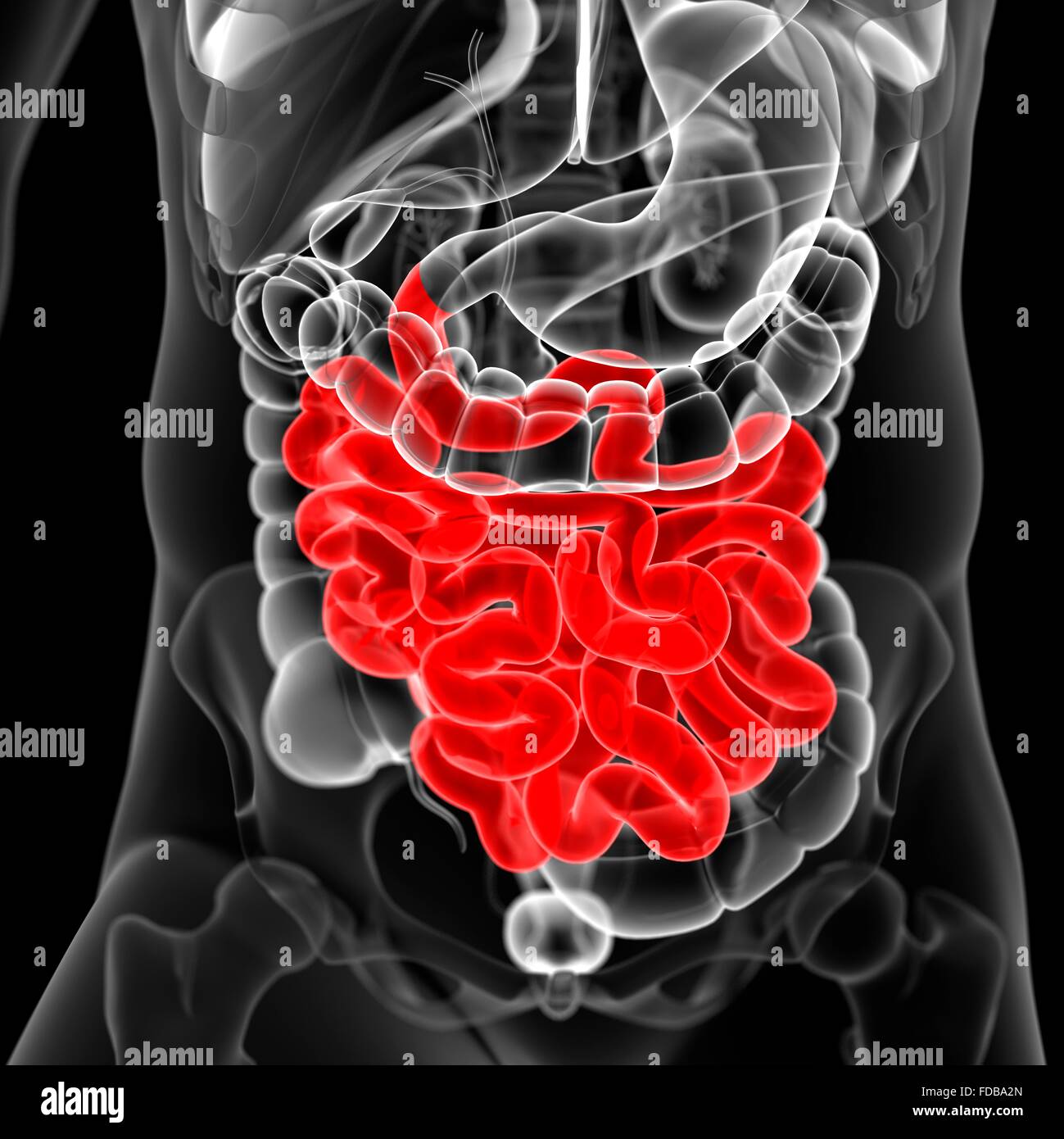 Human small intestine, illustration Stock Photo - Alamy
