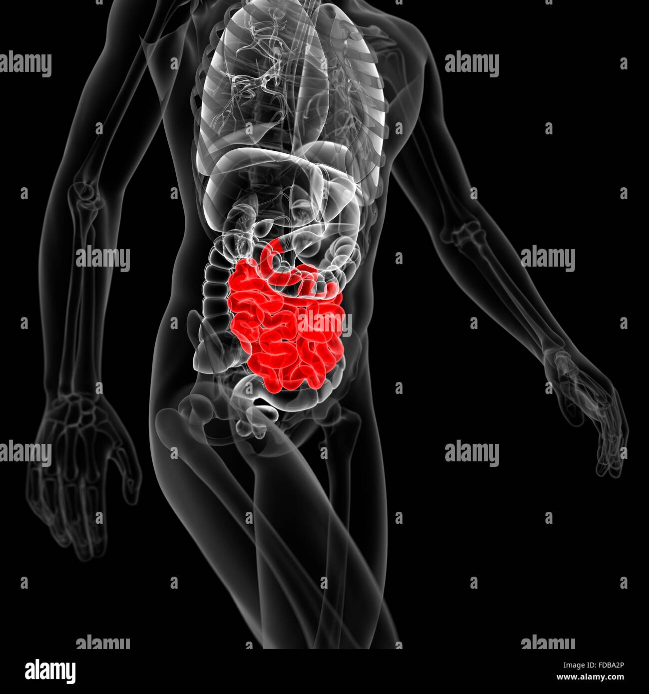 Human small intestine, illustration Stock Photo - Alamy