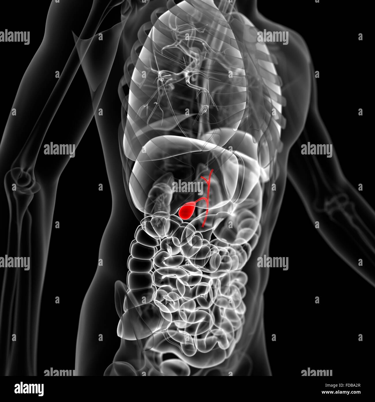 Human gall bladder, illustration Stock Photo - Alamy