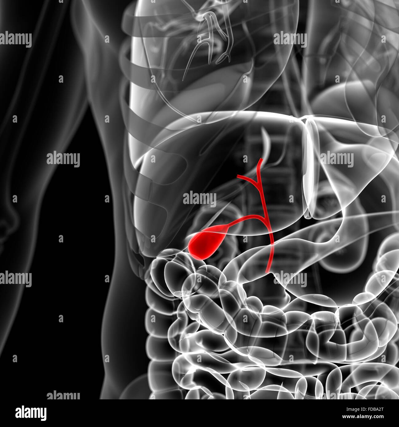 Human gall bladder, illustration Stock Photo - Alamy