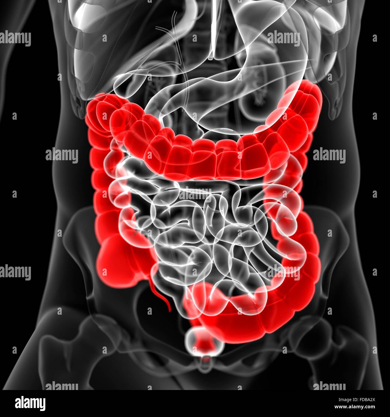 Human large intestine, illustration Stock Photo - Alamy