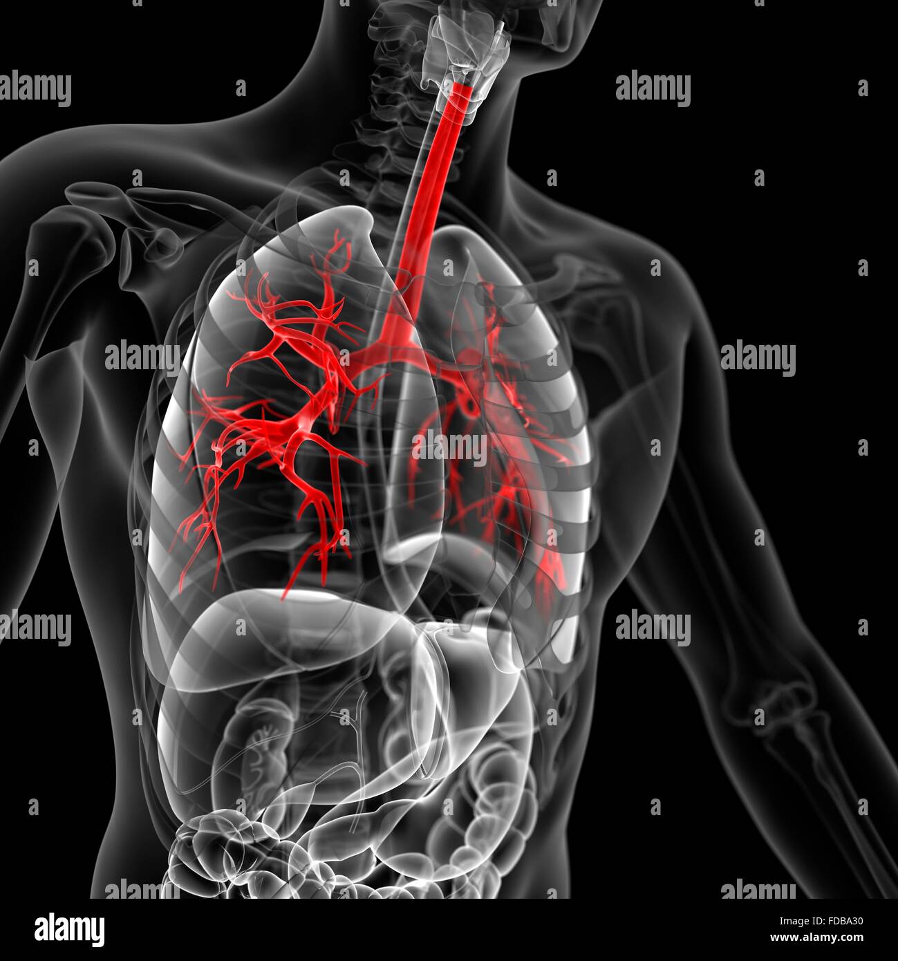 Human bronchi, illustration Stock Photo - Alamy