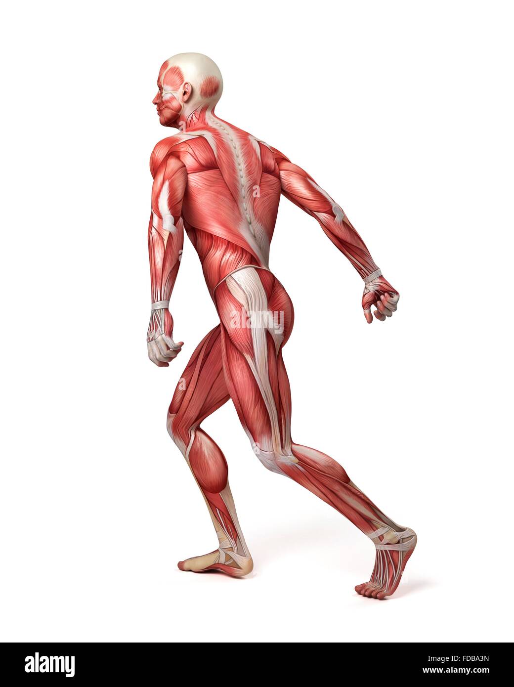 Human muscular system hi-res stock photography and images - Alamy
