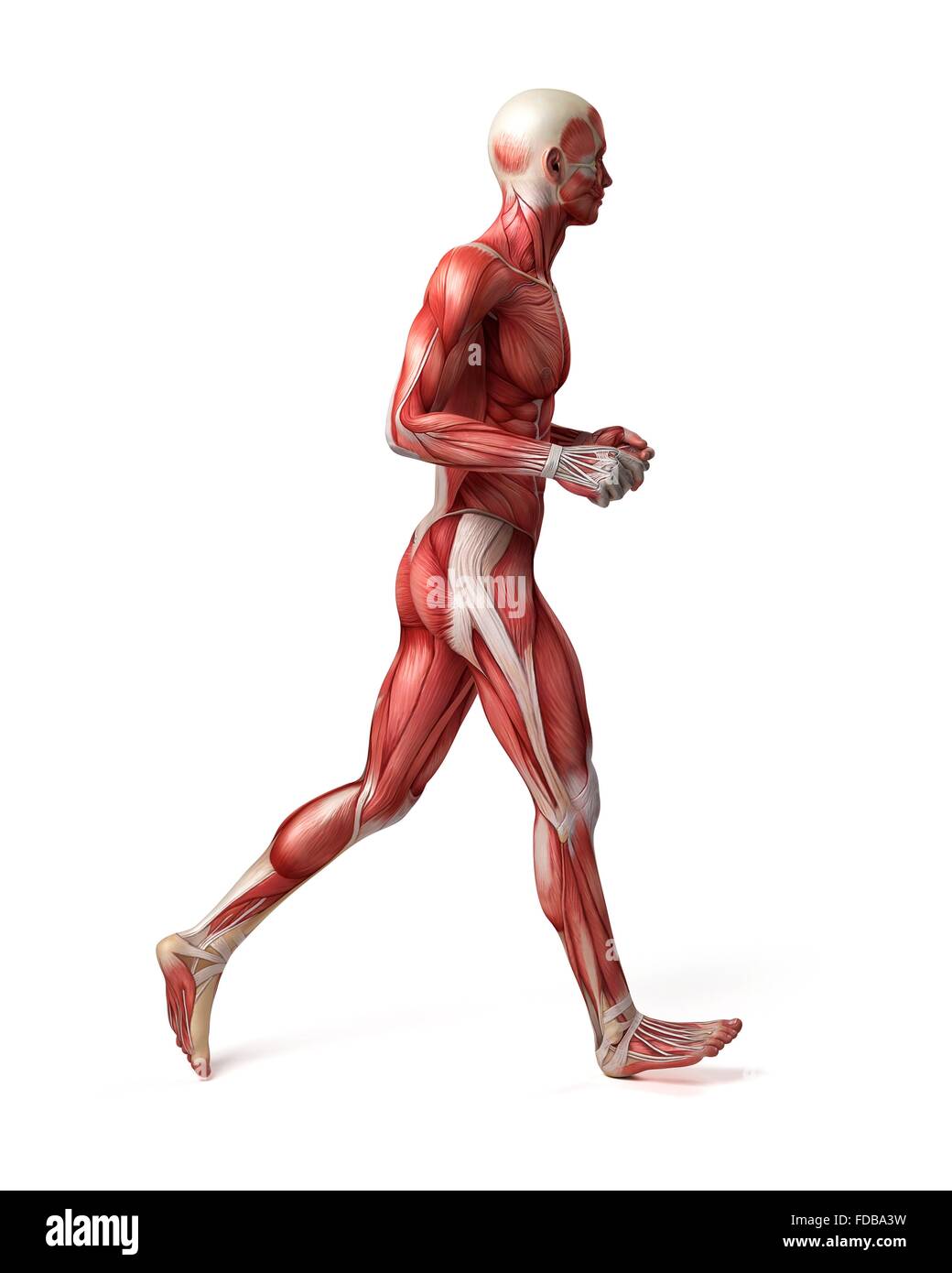 Muscular system of a man jogging, illustration Stock Photo - Alamy