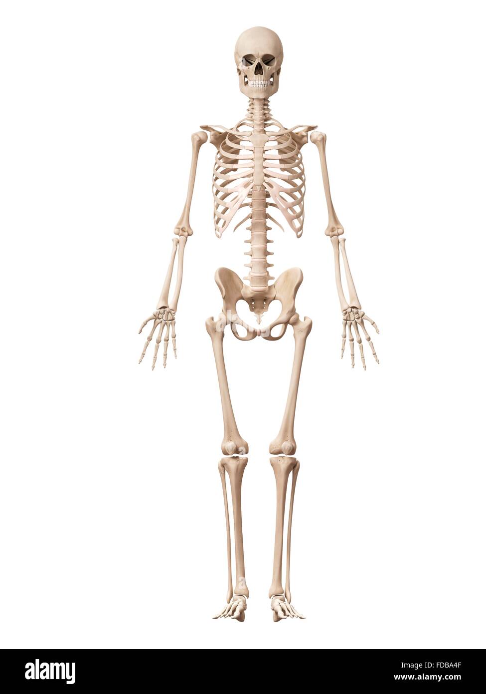 Human skeletal system, illustration Stock Photo - Alamy