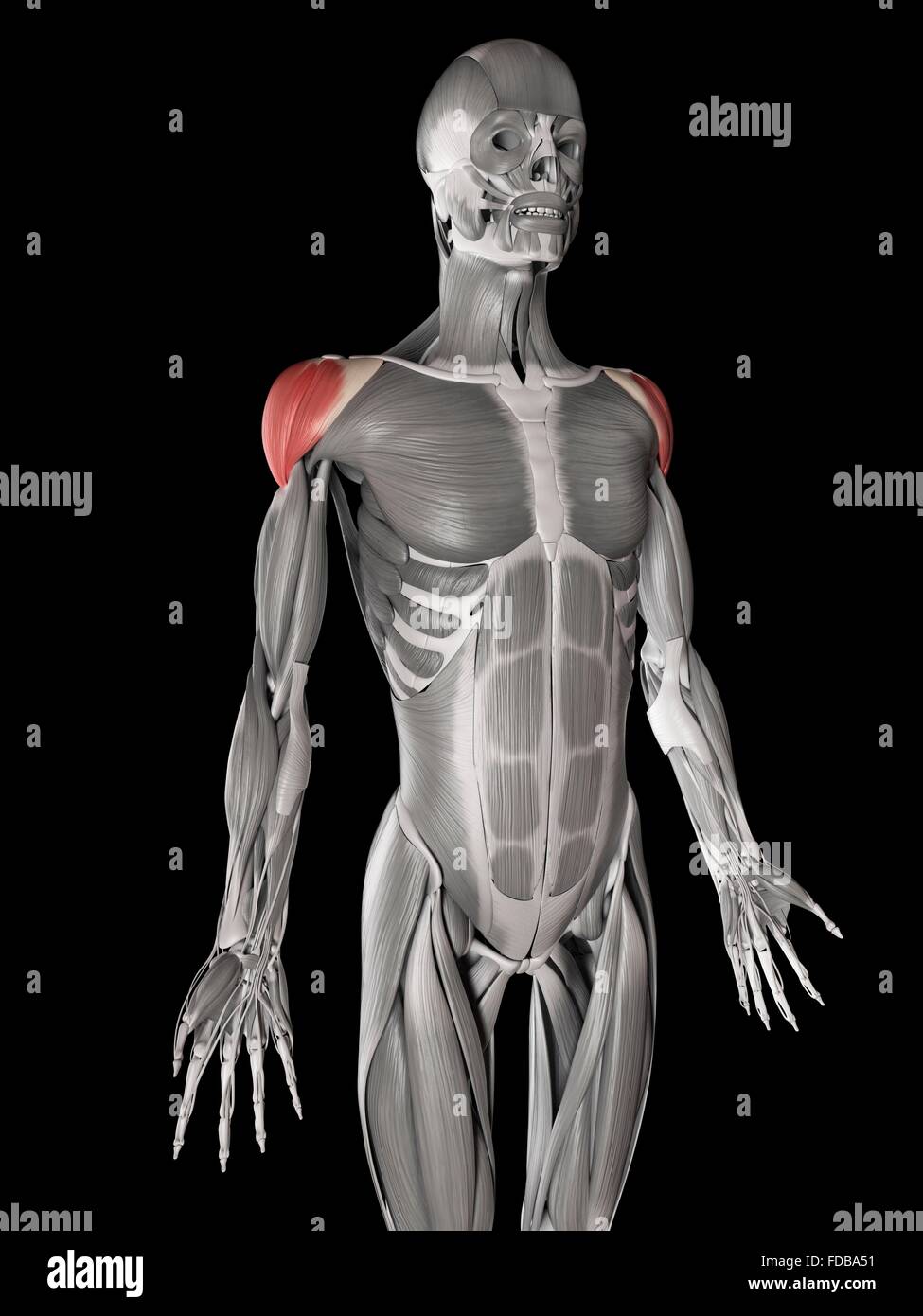 Human shoulder (deltoid) muscles, illustration Stock Photo - Alamy