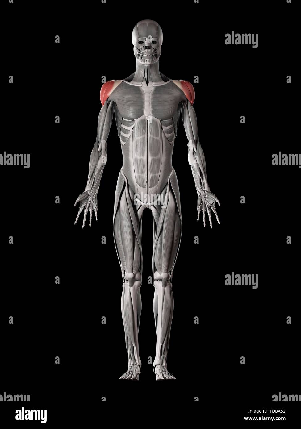 Human shoulder (deltoid) muscles, illustration Stock Photo - Alamy