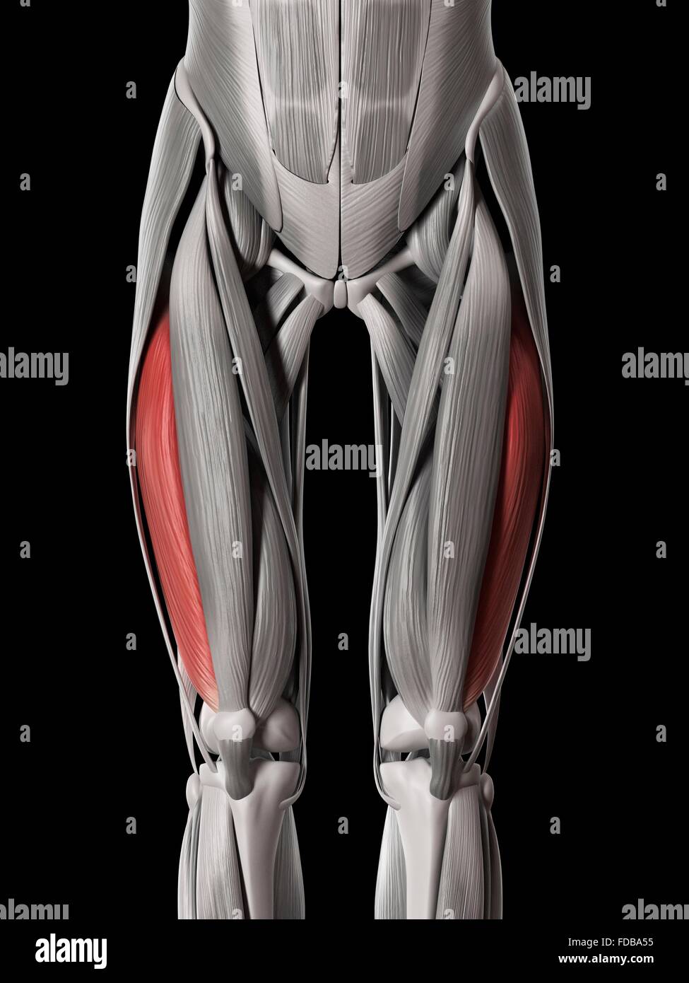 Human leg muscles (vastus lateralis), illustration Stock Photo - Alamy