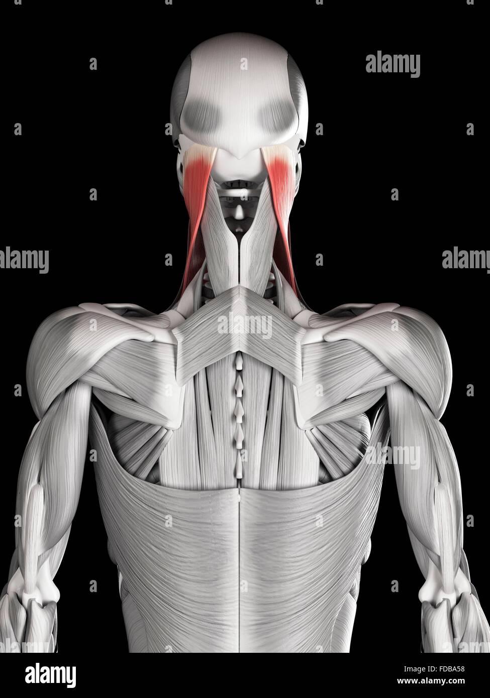 Sternocleidomastoid Muscle Stock Photos & Sternocleidomastoid Muscle ...