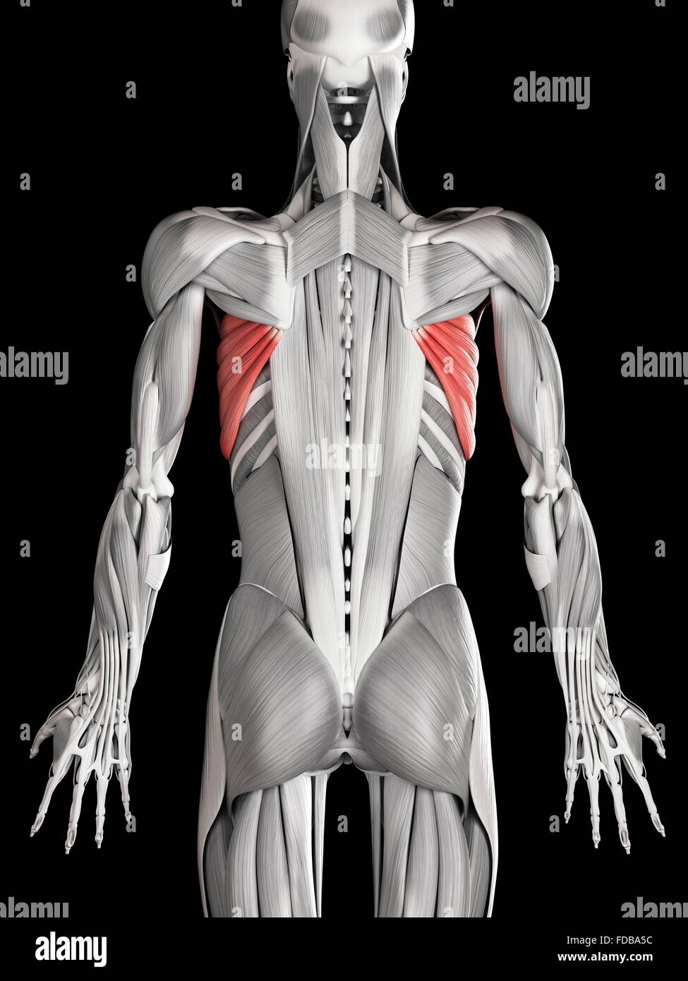 Serratus Anterior High Resolution Stock Photography and Images - Alamy