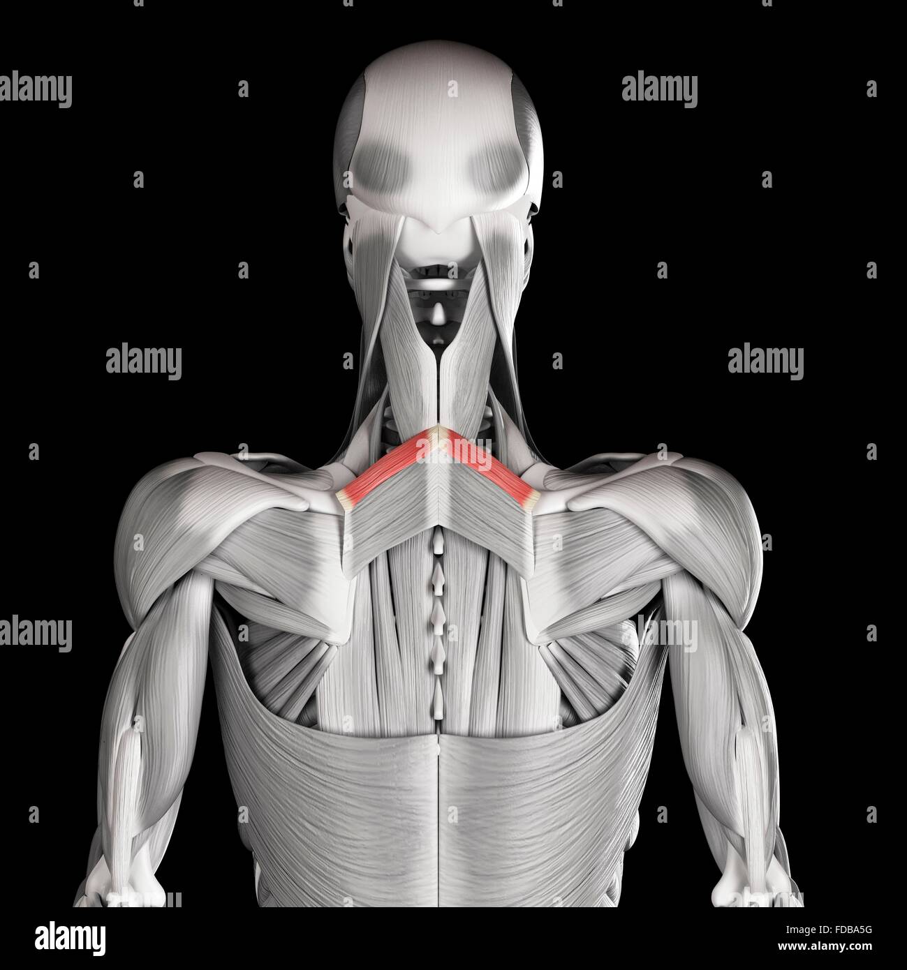 Human back muscles (rhomboid minor), illustration Stock Photo - Alamy