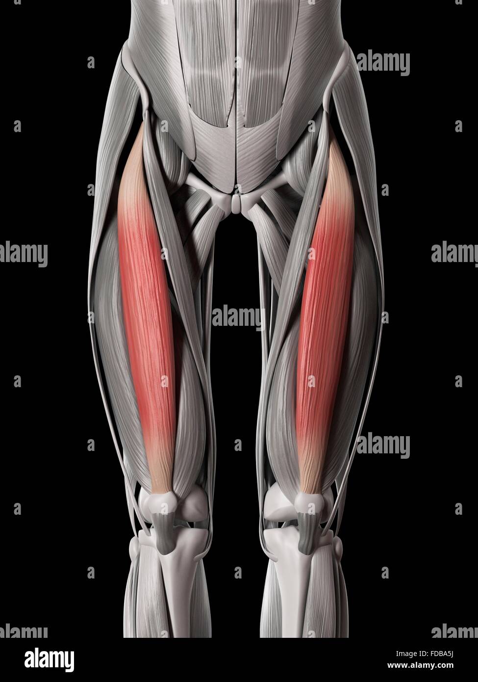 Human leg muscles (rectus femoris), illustration Stock Photo - Alamy