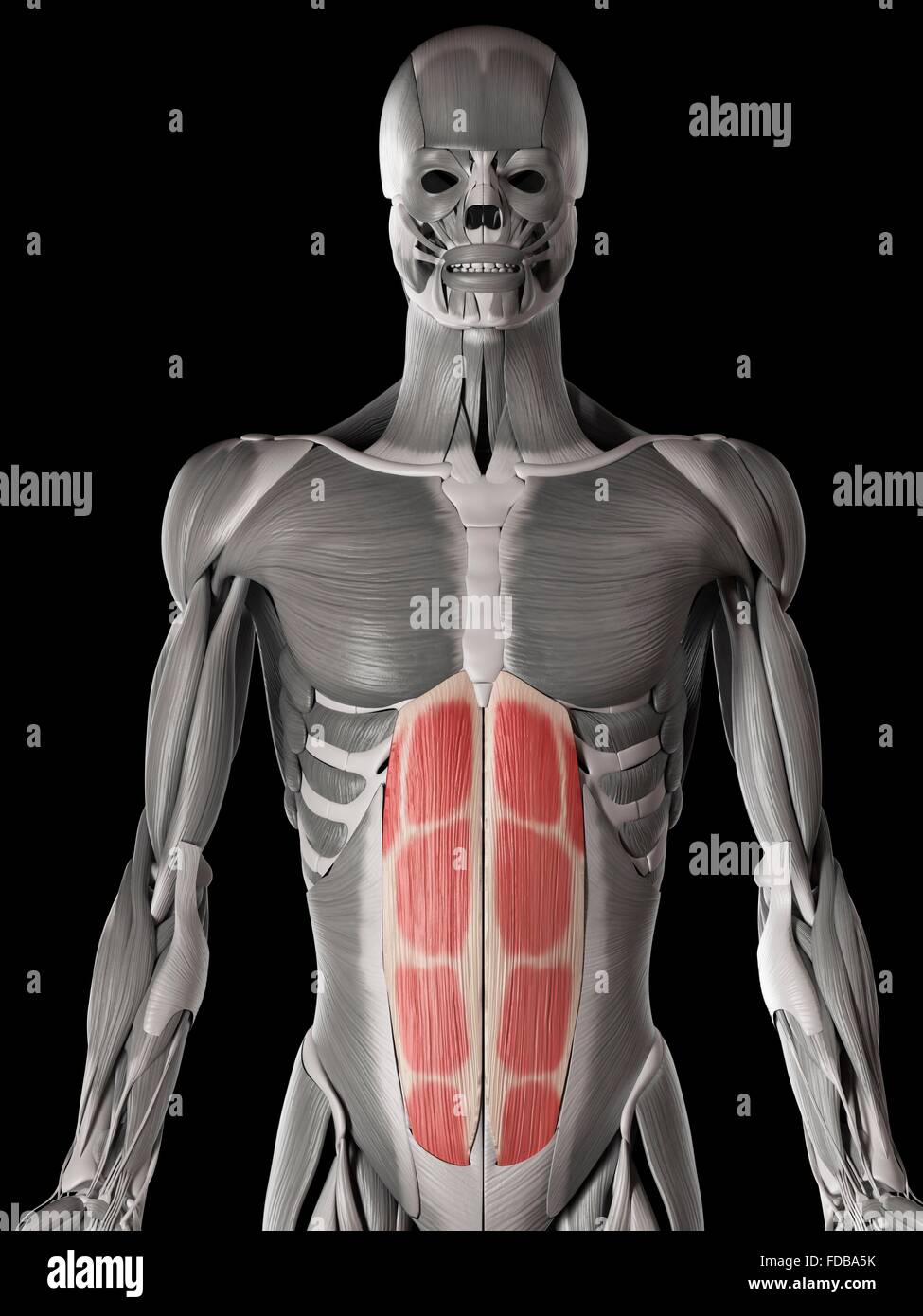 Human abdominal muscles (rectus abdominis), illustration Stock Photo ...