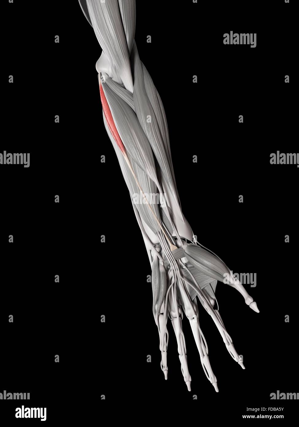 Palmaris longus hi-res stock photography and images - Alamy