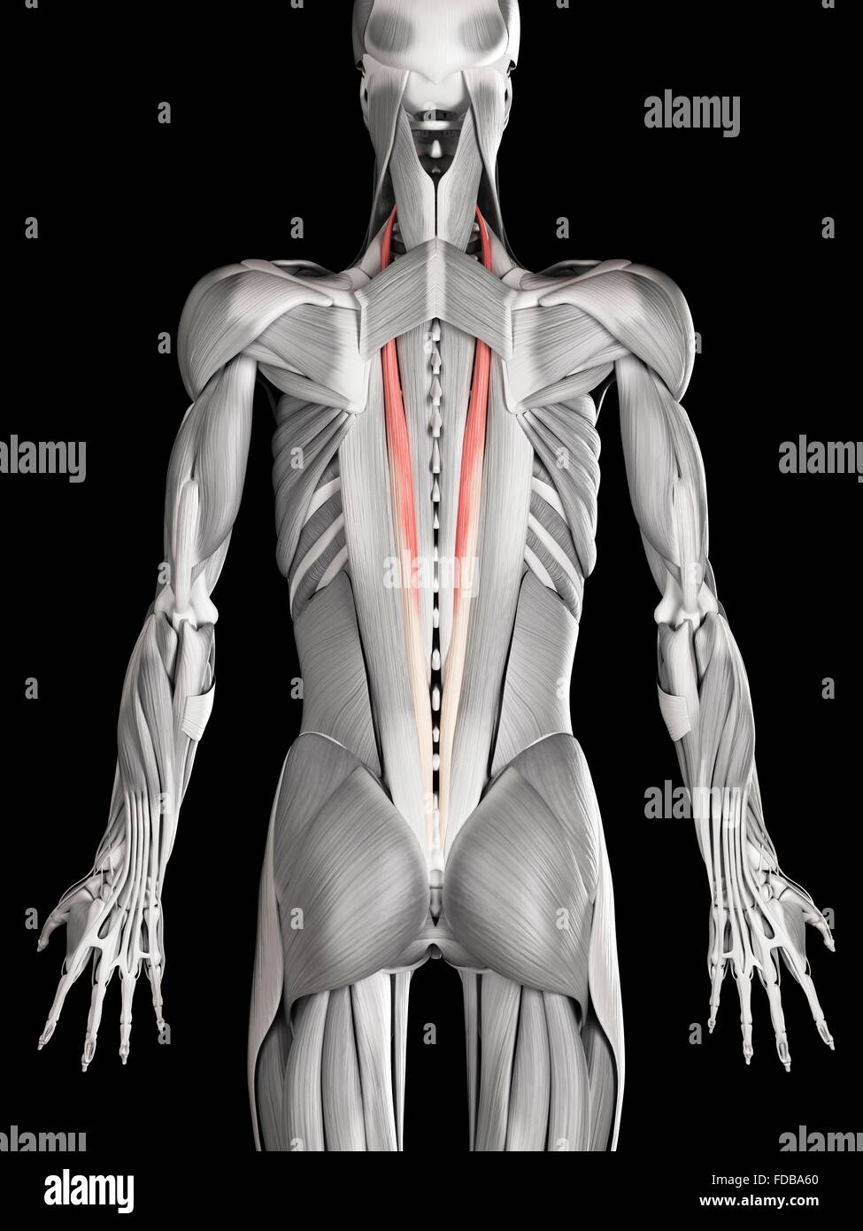 Longissimus thoracis hi-res stock photography and images - Alamy