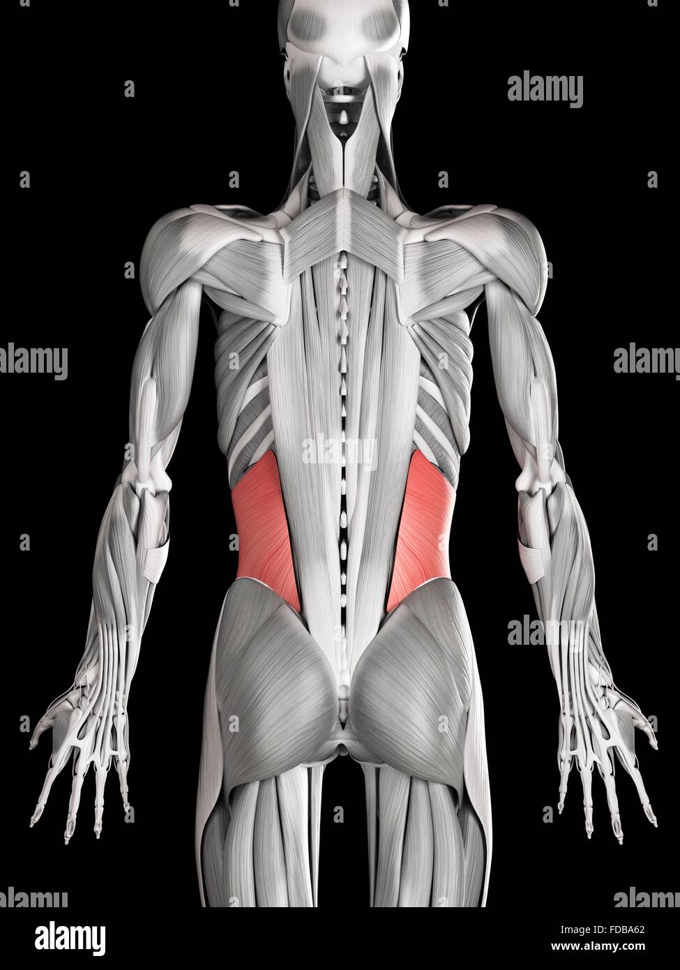 Human abdominal muscles (internal oblique), illustration Stock Photo ...