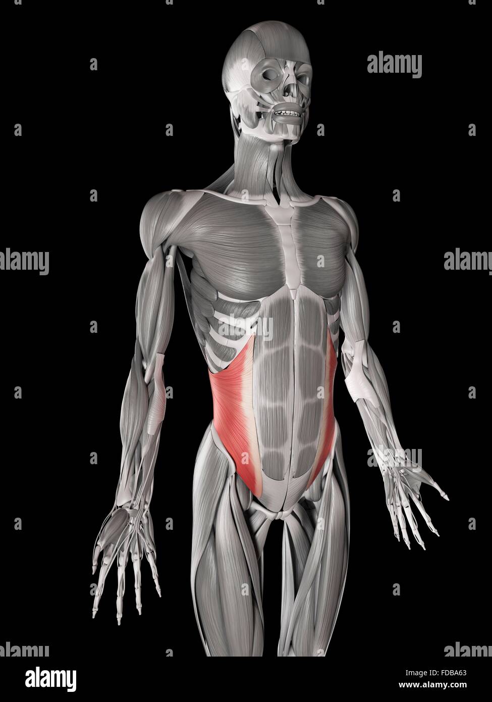 Human abdominal muscles (internal oblique), illustration Stock Photo ...