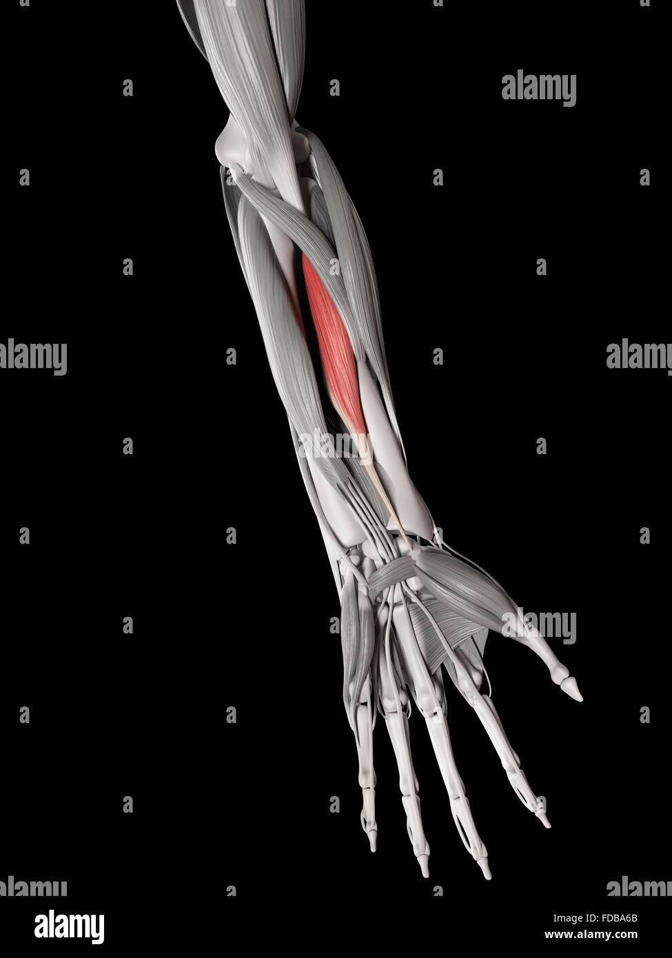Forearm muscles hi-res stock photography and images - Alamy